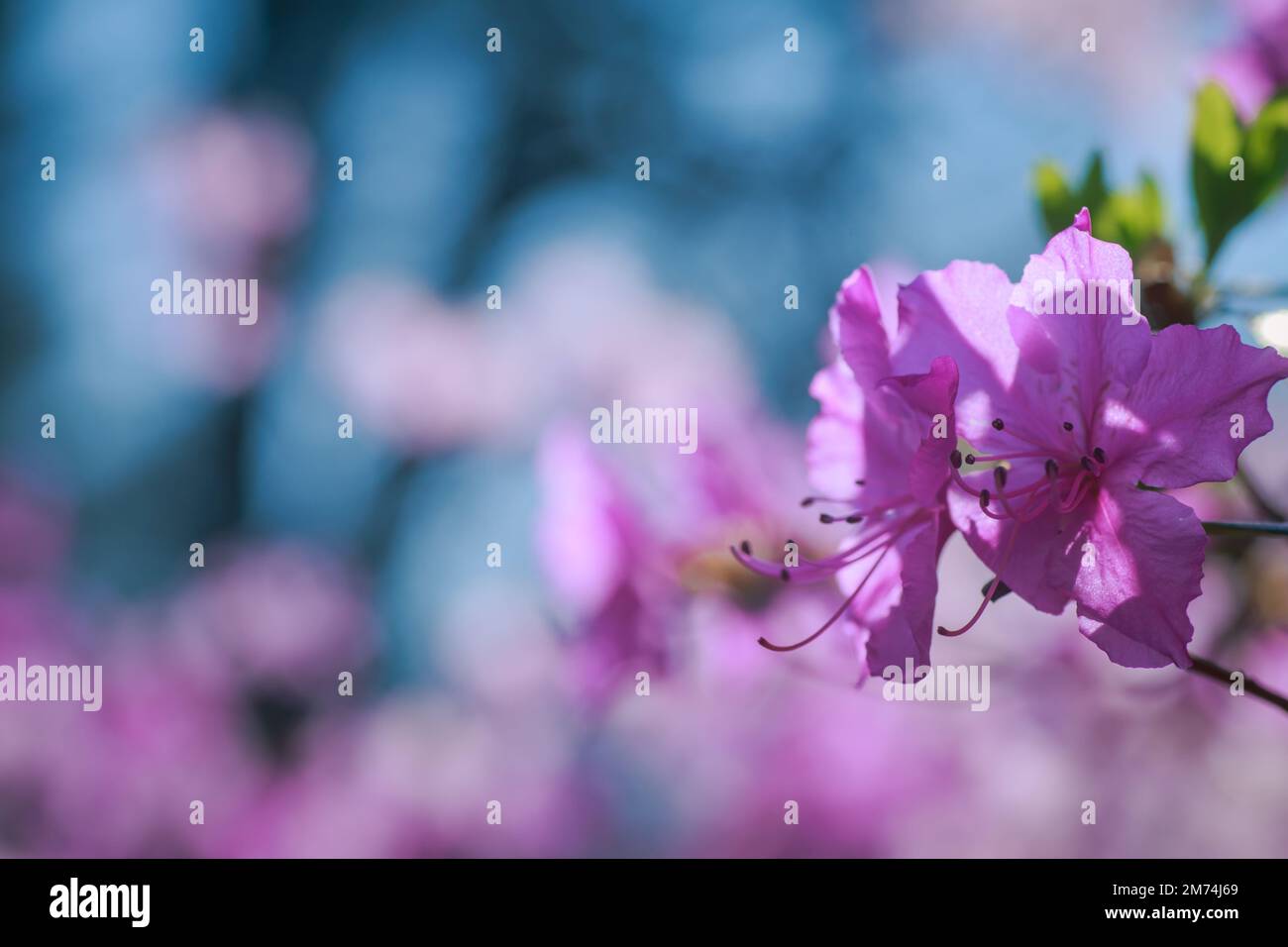 Branch with azaleas flowers against background of pink blurry colors ...