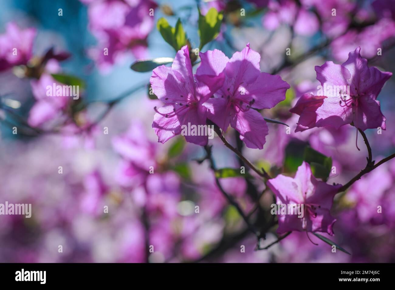 bush of flowering azaleas against a background of trees in a blue haze ...