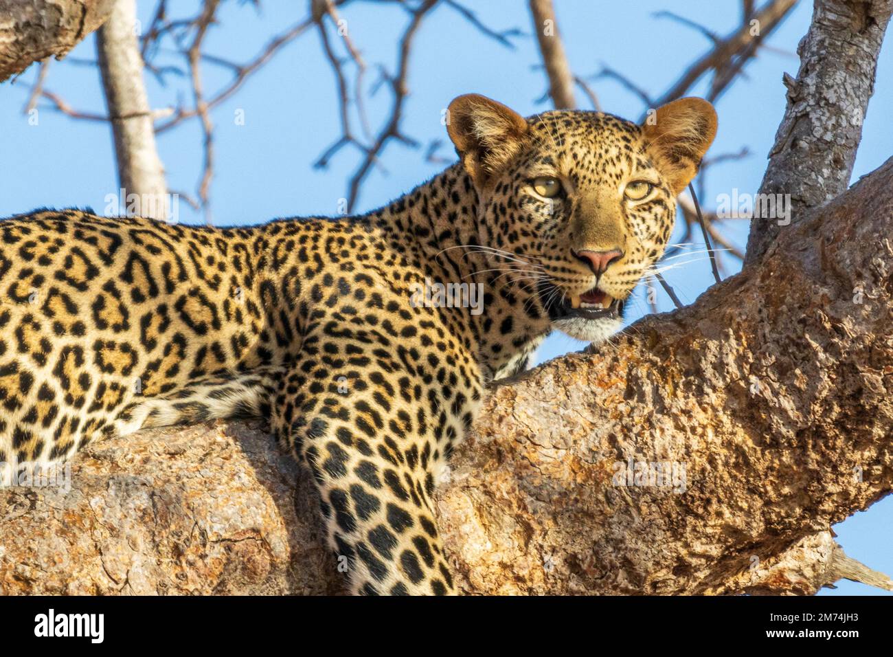 African leopard lying on a branch Stock Photo - Alamy