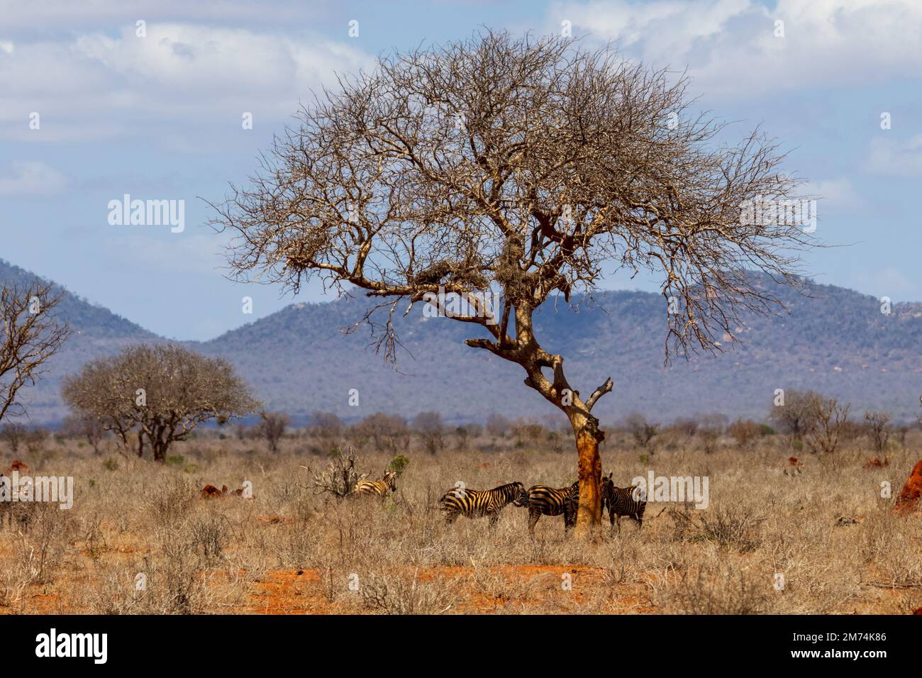 African tree with zebras Stock Photo - Alamy