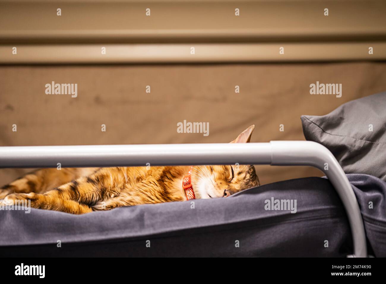 Cat travelling by train. Cute cat lying by upper berth. Journey with ...