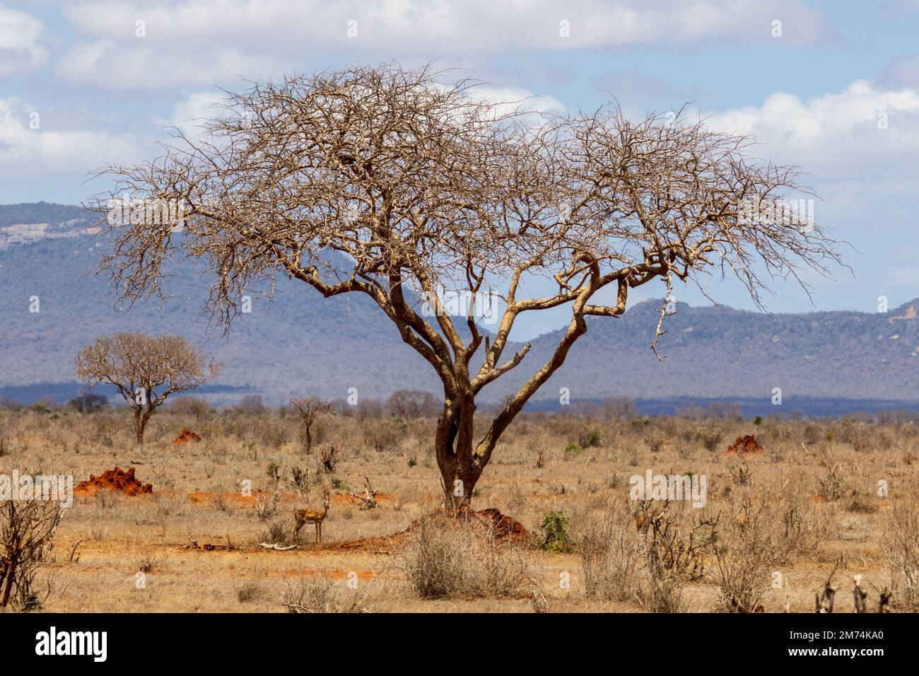 African tree with antilope Stock Photo - Alamy
