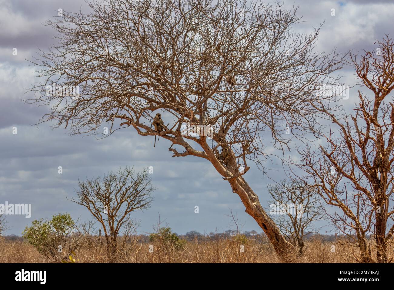 Bald tree with yellow baboon Stock Photo - Alamy
