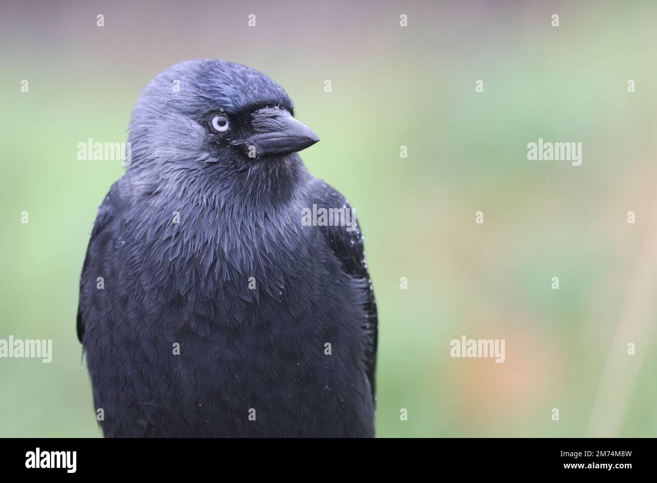 Corvids family hi-res stock photography and images - Alamy