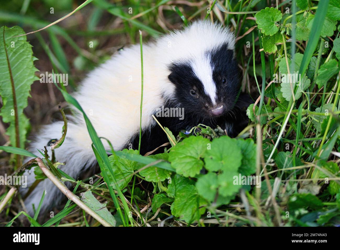 A closeup shot of a tiny, cute skunk with black and white fur in the ...