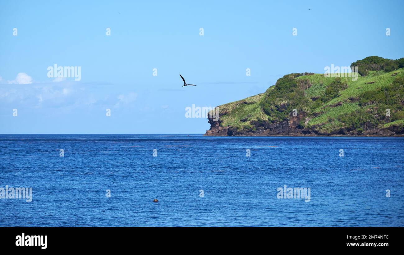 A beautiful shot of a bird flying over seawater near a rocky shore ...