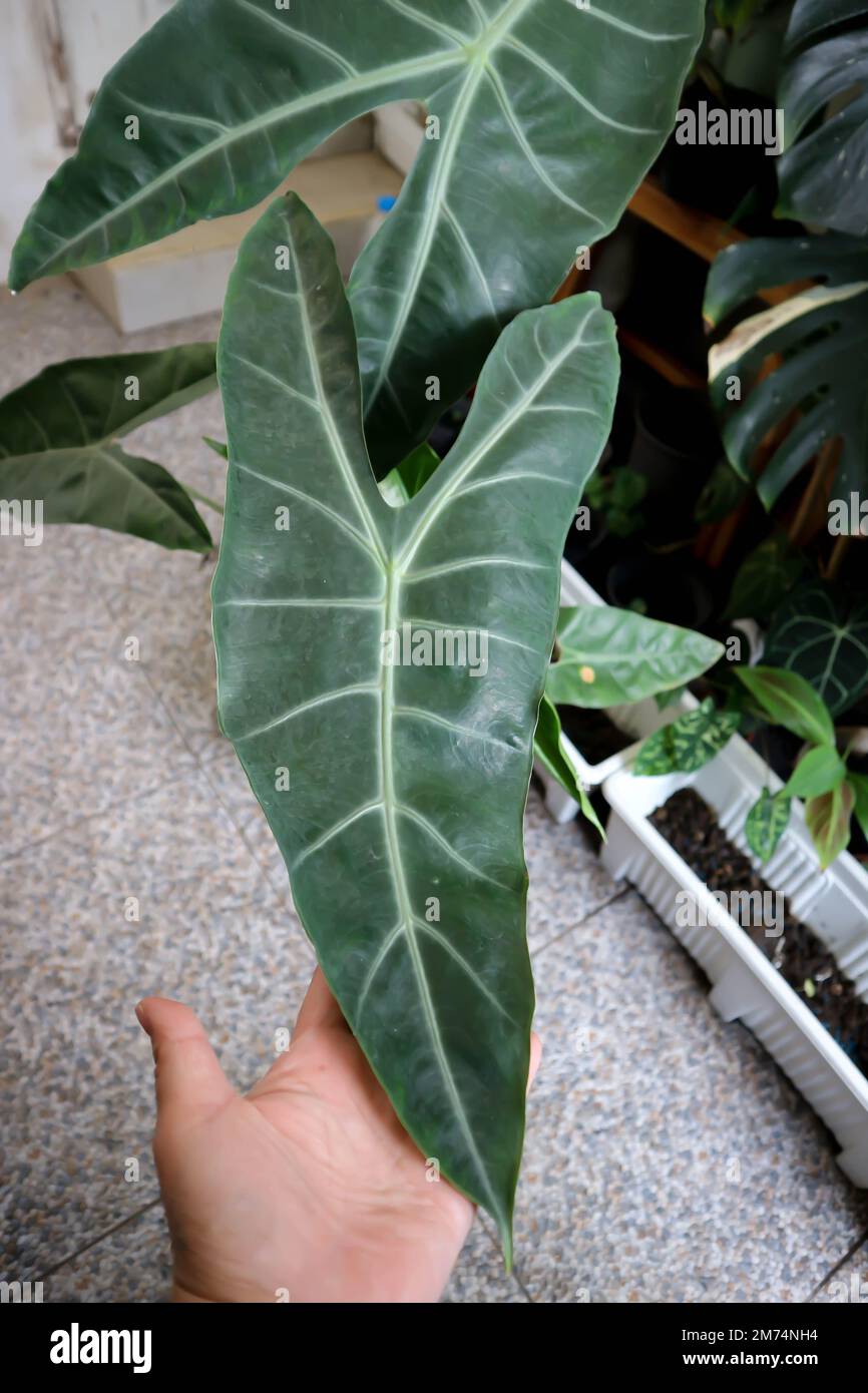 Alocasia longiloba miq, Araceae or Alocasia Longiloba plant Stock Photo ...
