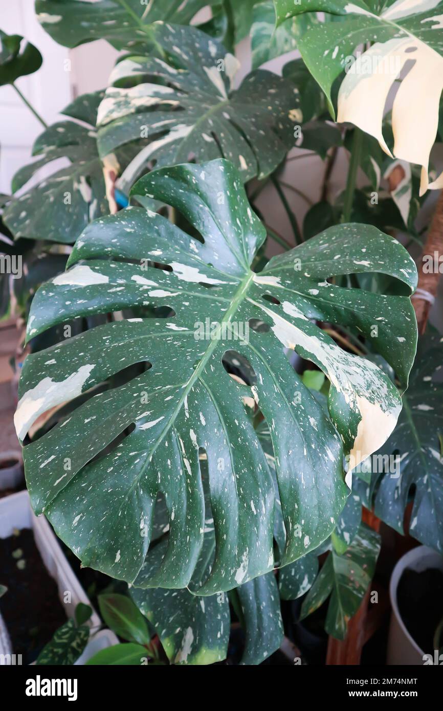 monstera thai constellation or Monstera, Hurricane plant or Swiss ...