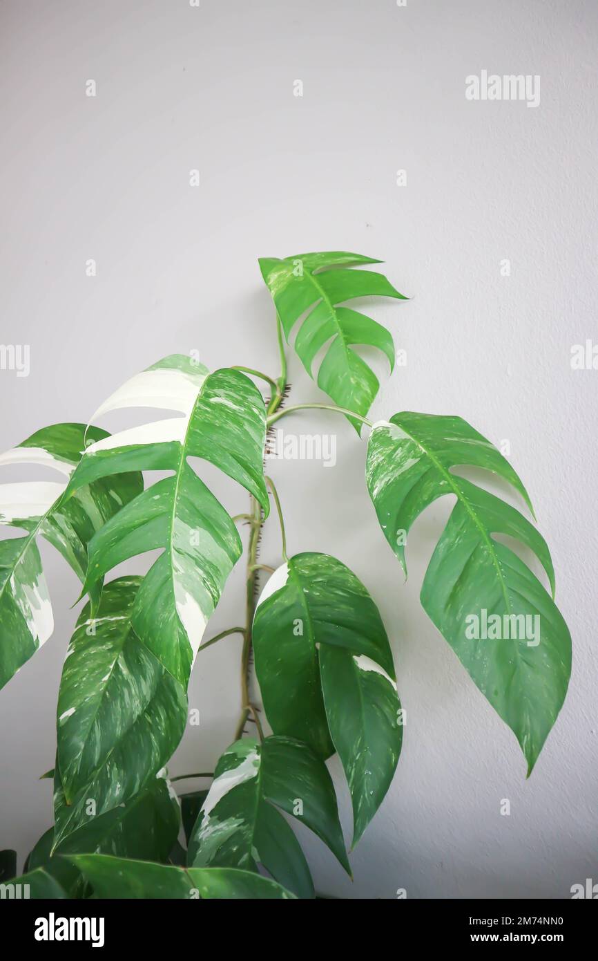 Epipremnum,Epipremnum Pinnatum Variegata or Epipremnum pinnatum ...