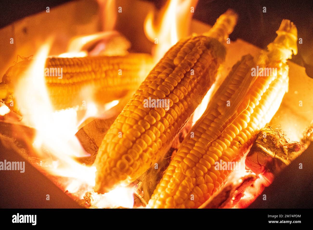 corn on cob bhutta being roasted inside coal and wood fire which is a ...