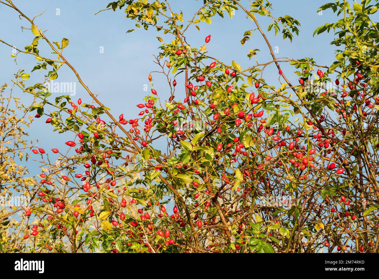 Red oval hips hi-res stock photography and images - Alamy
