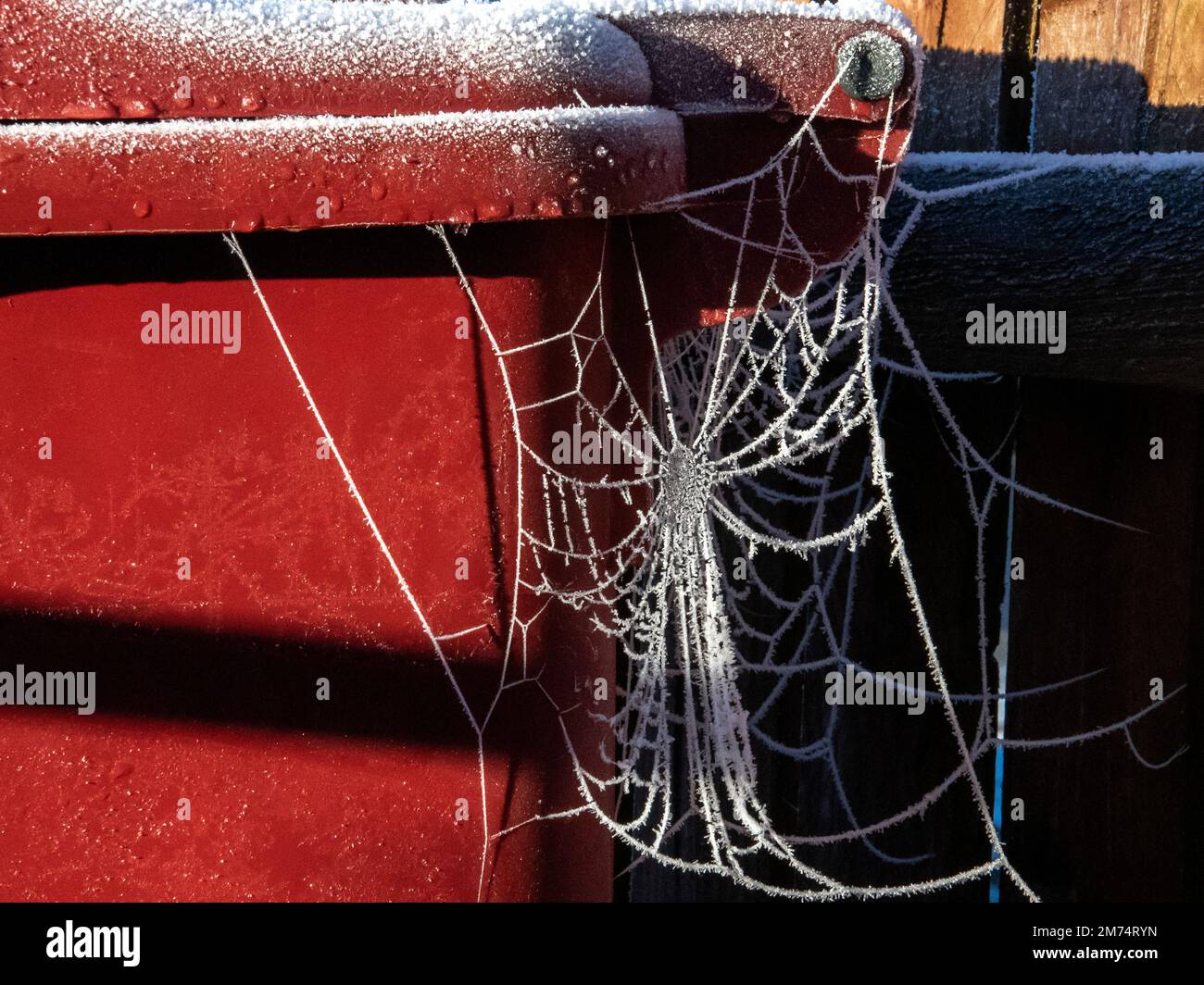 A spider web on a frozen red recycling bin Stock Photo - Alamy