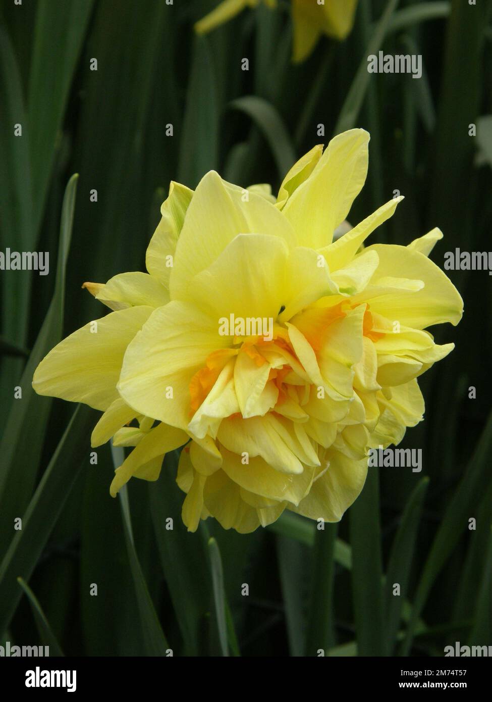 Yellow and orange Double daffodils (Narcissus) Saint Peter bloom in a garden in March Stock ...