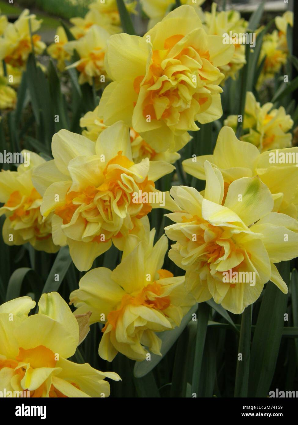 Yellow and orange Double daffodils (Narcissus) Saint Peter bloom in a ...