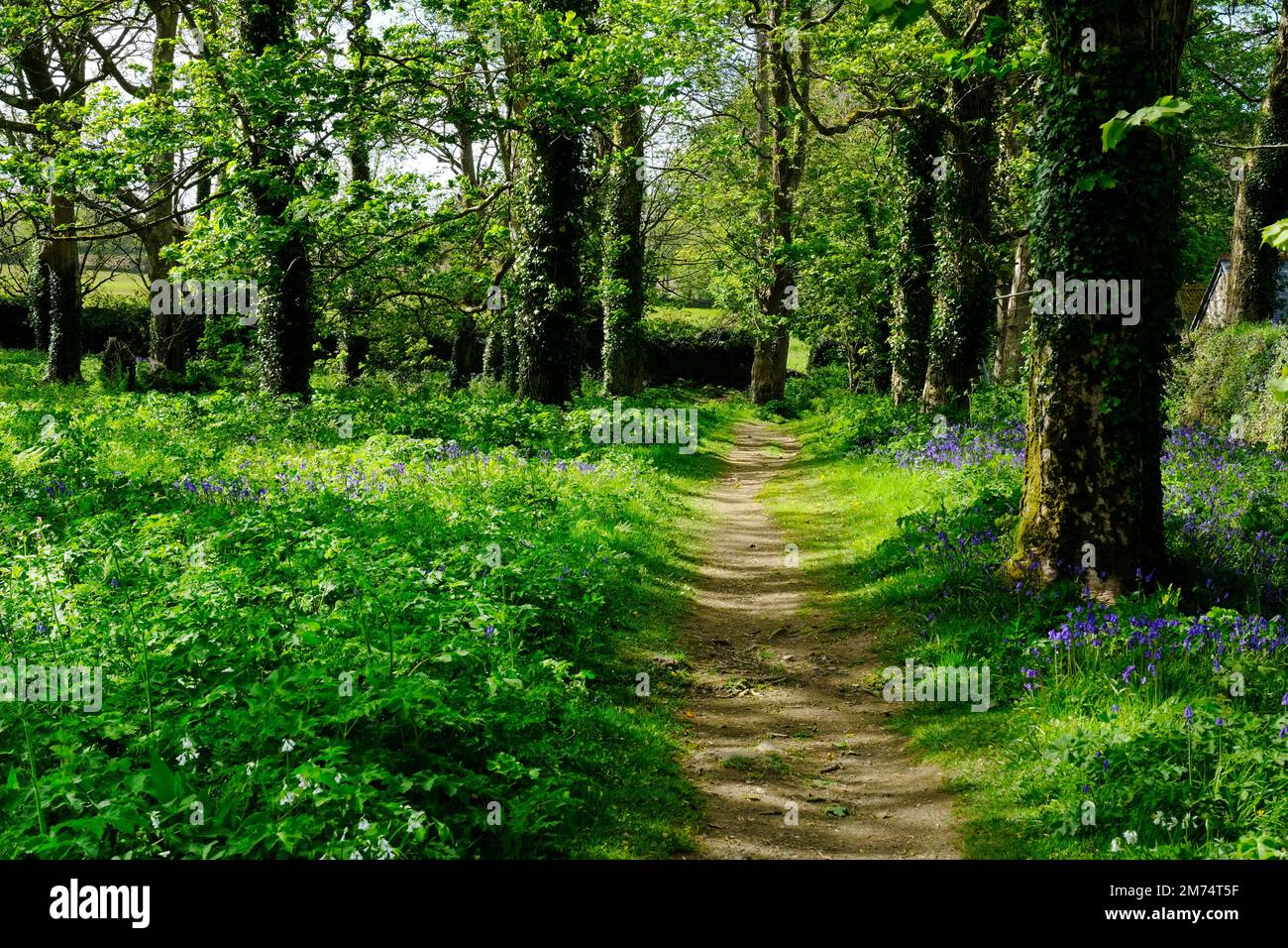 Cornish track through an avenue of trees, UK - John Gollop Stock Photo ...