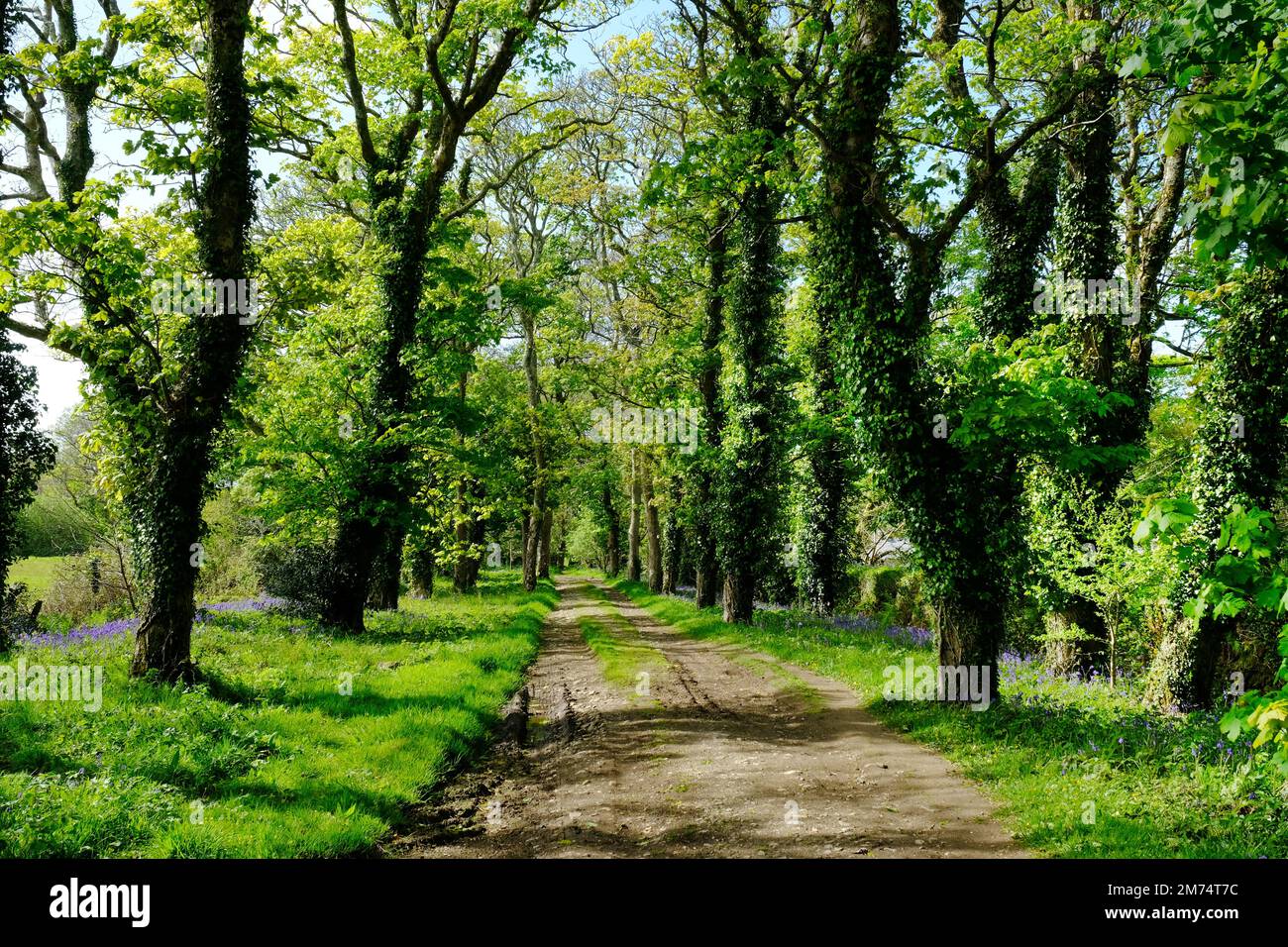 Cornish track through an avenue of trees, UK - John Gollop Stock Photo ...