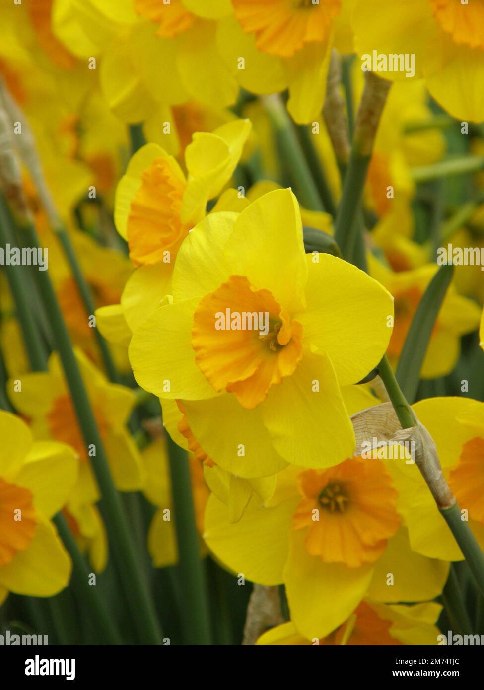 Yellow and orange Jonquilla and Apodanthus daffodils (Narcissus) Suzy ...