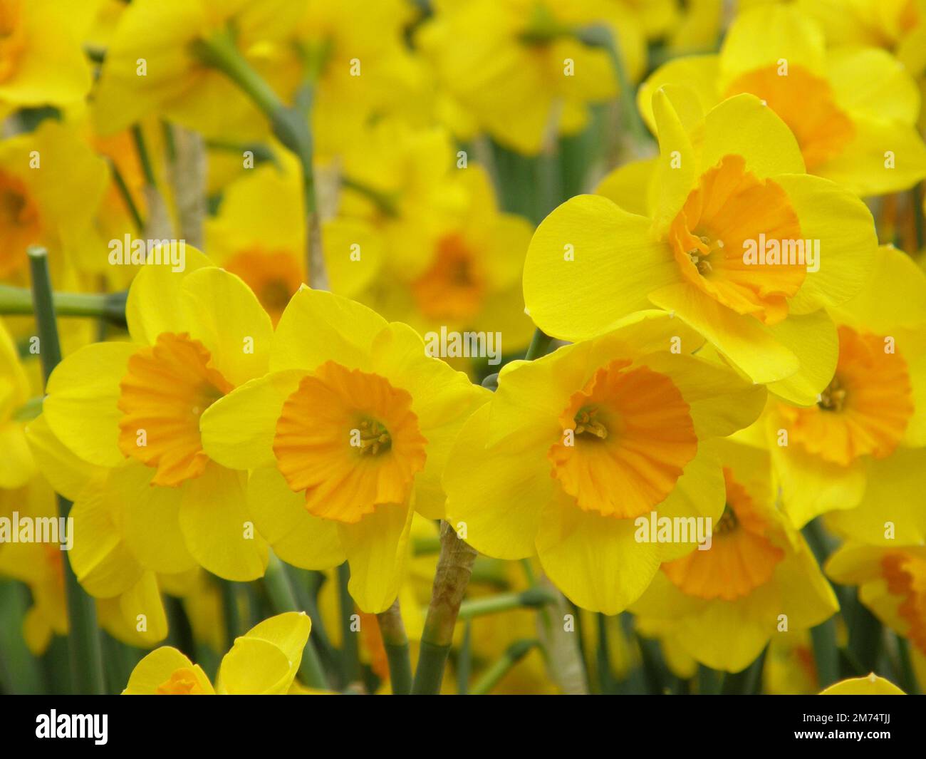 Yellow and orange Jonquilla and Apodanthus daffodils (Narcissus) Suzy ...