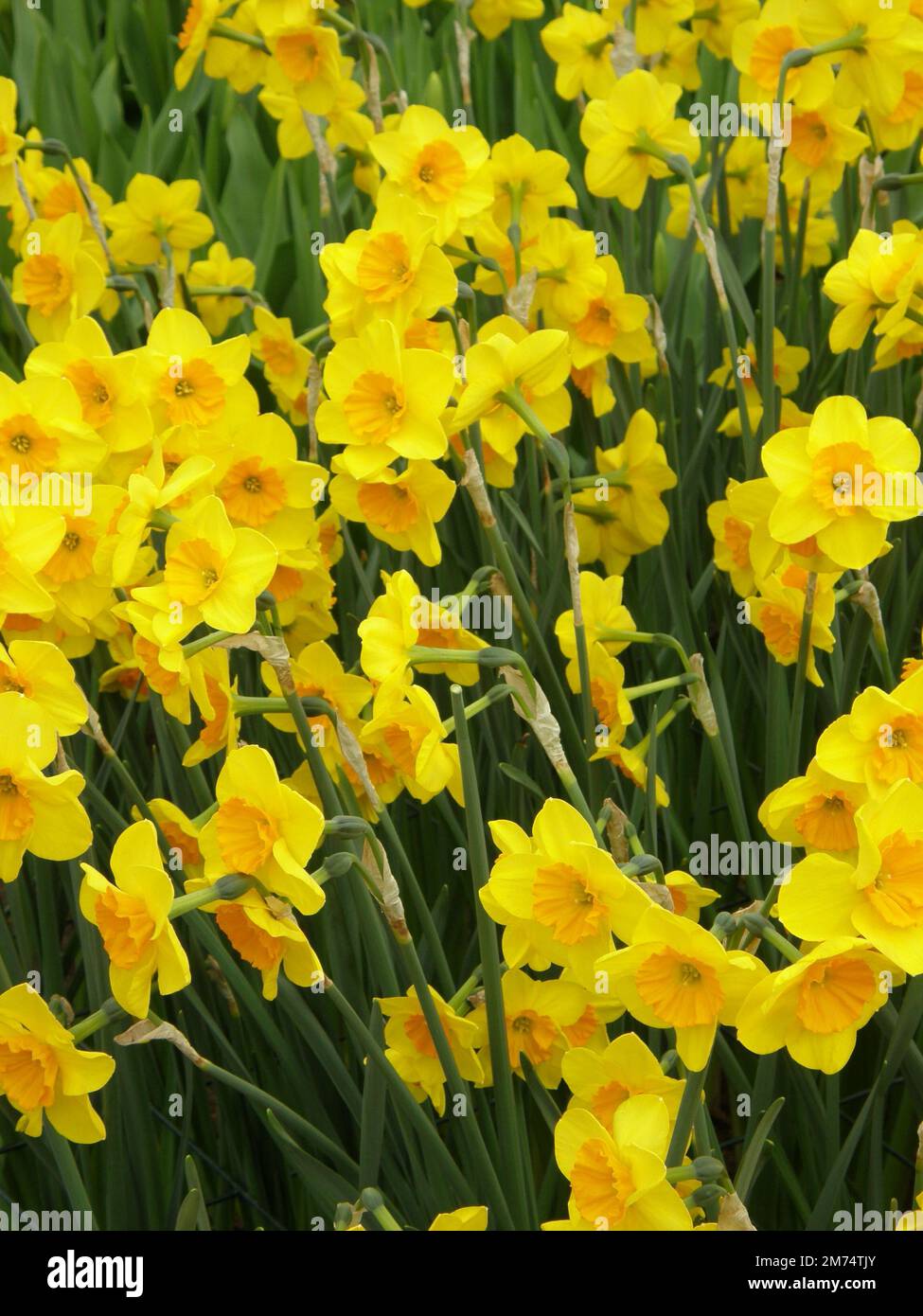 Yellow and orange Jonquilla and Apodanthus daffodils (Narcissus) Suzy ...