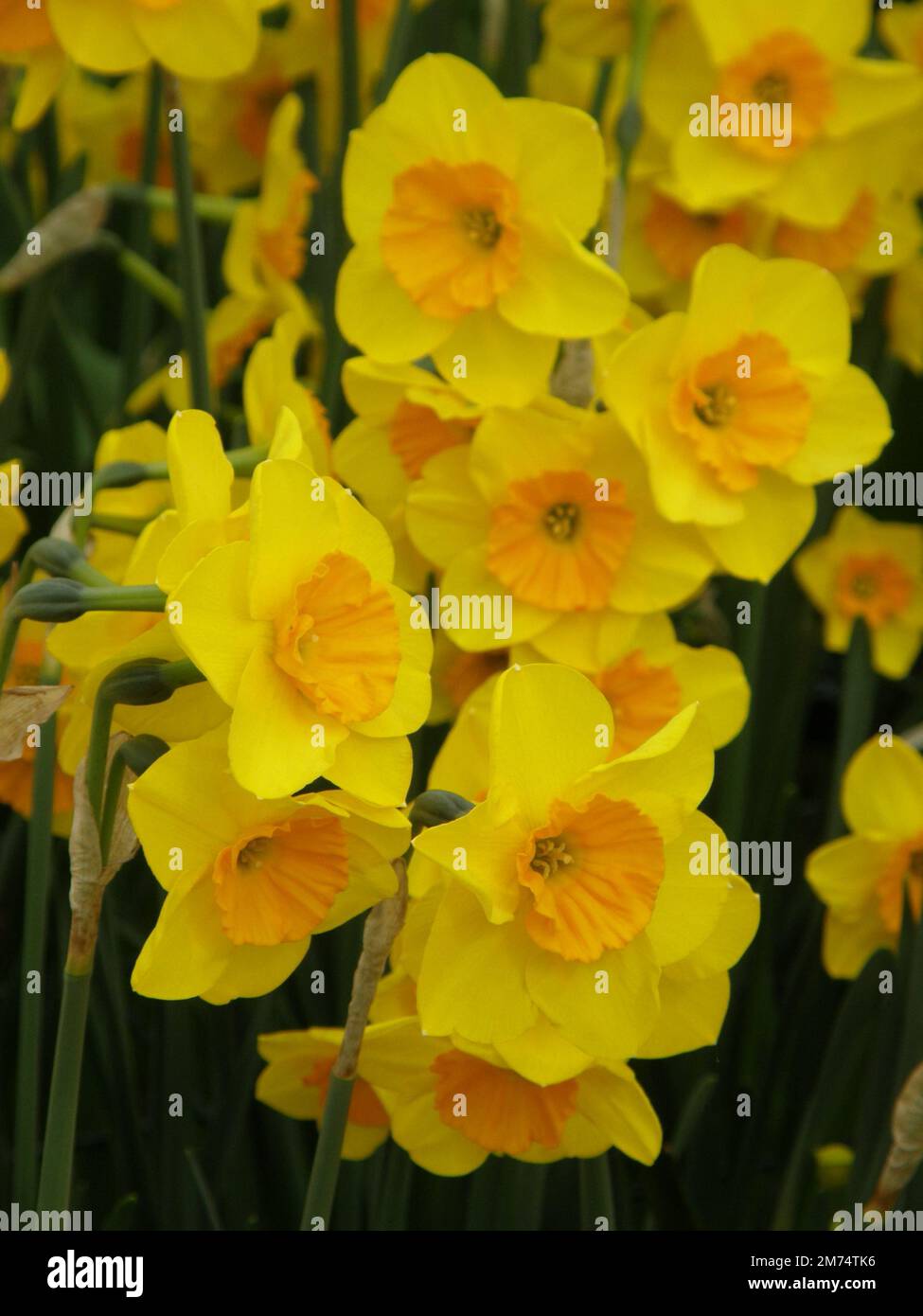 Yellow and orange Jonquilla and Apodanthus daffodils (Narcissus) Suzy ...