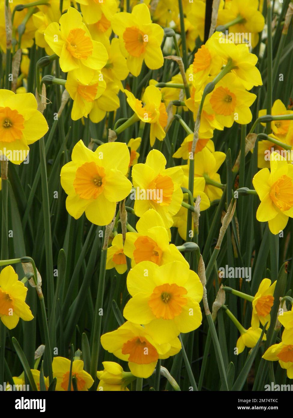 Yellow and orange Jonquilla and Apodanthus daffodils (Narcissus) Suzy ...