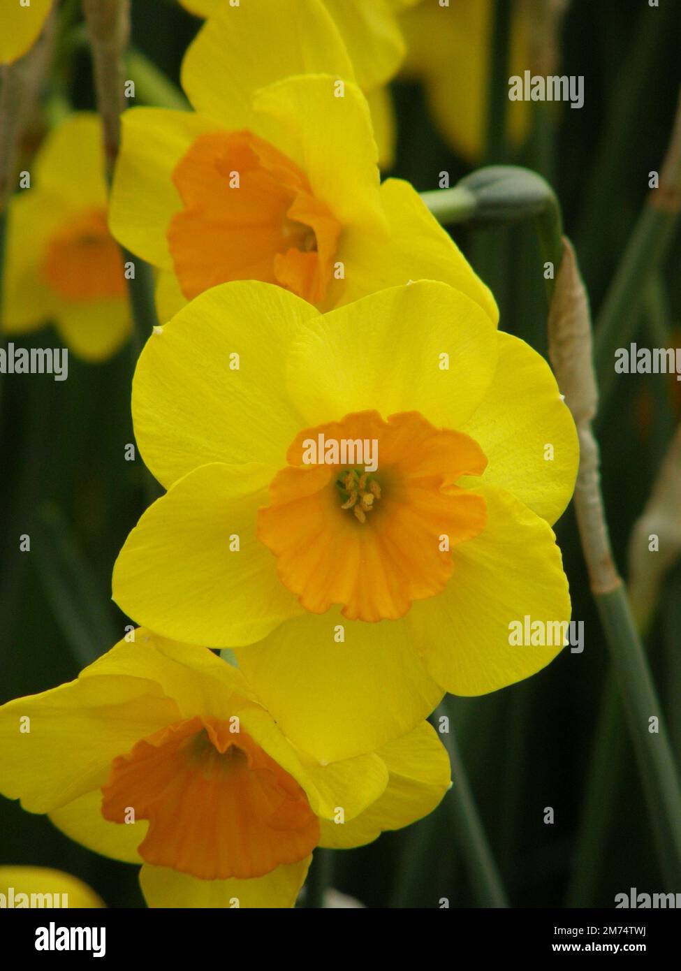 Yellow and orange Jonquilla and Apodanthus daffodils (Narcissus) Suzy ...