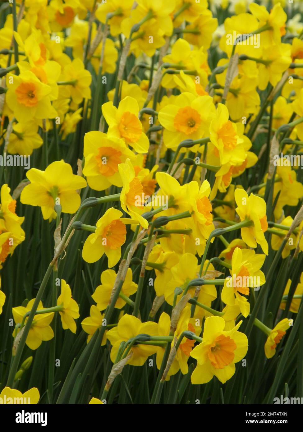 Yellow and orange Jonquilla and Apodanthus daffodils (Narcissus) Suzy ...