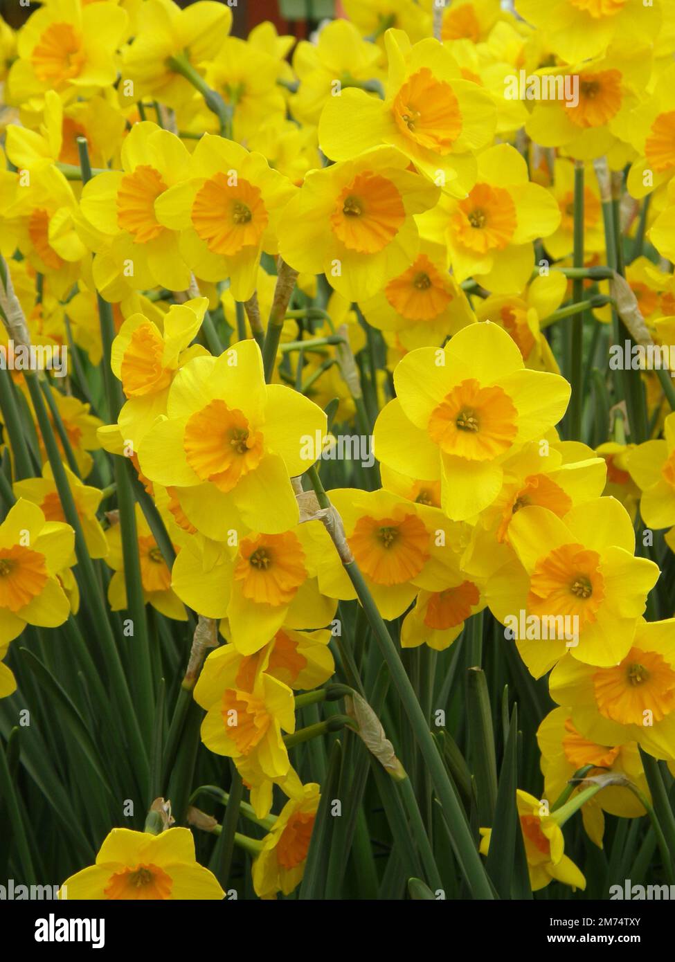 Yellow and orange Jonquilla and Apodanthus daffodils (Narcissus) Suzy ...