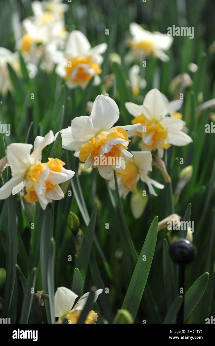 White and orange Double daffodils (Narcissus) Sweet Desire bloom in a ...