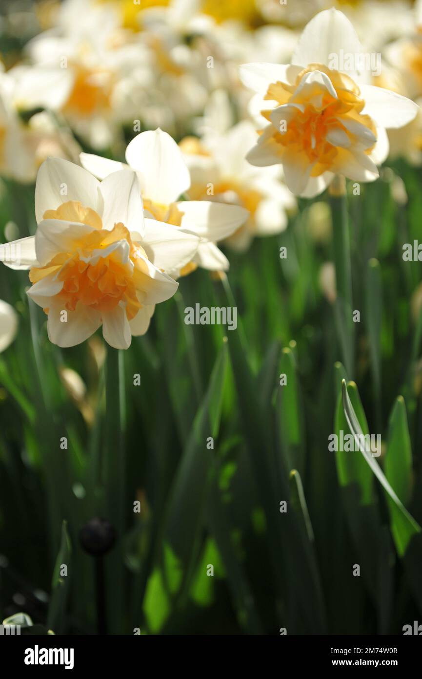 White and orange Double daffodils (Narcissus) Sweet Desire bloom in a ...