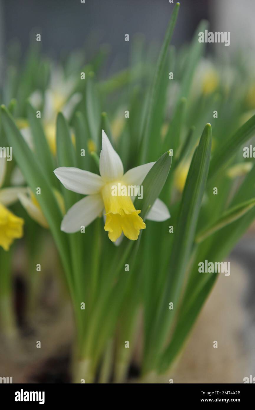 Forced white and yellow Trumpet daffodils (Narcissus) Topolino bloom in ...