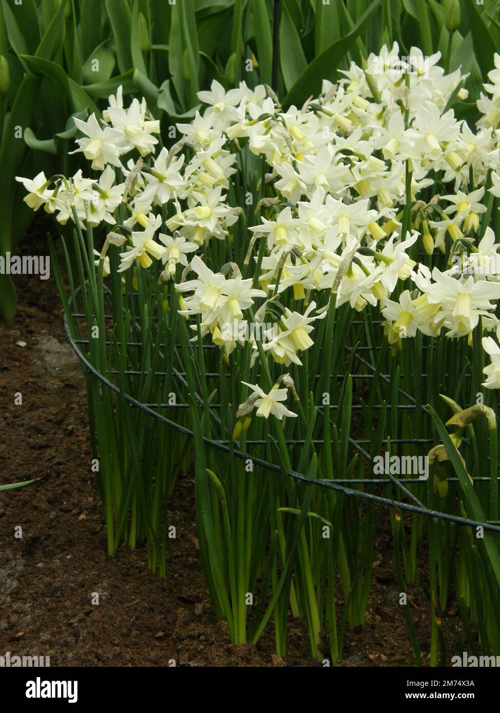 White and yellow daffodils (Narcissus) Toto (Other Group) bloom in a ...
