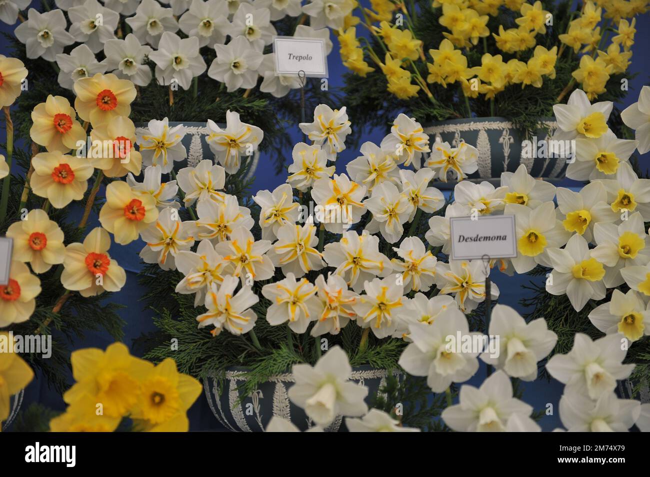 Trepolo hi-res stock photography and images - Alamy