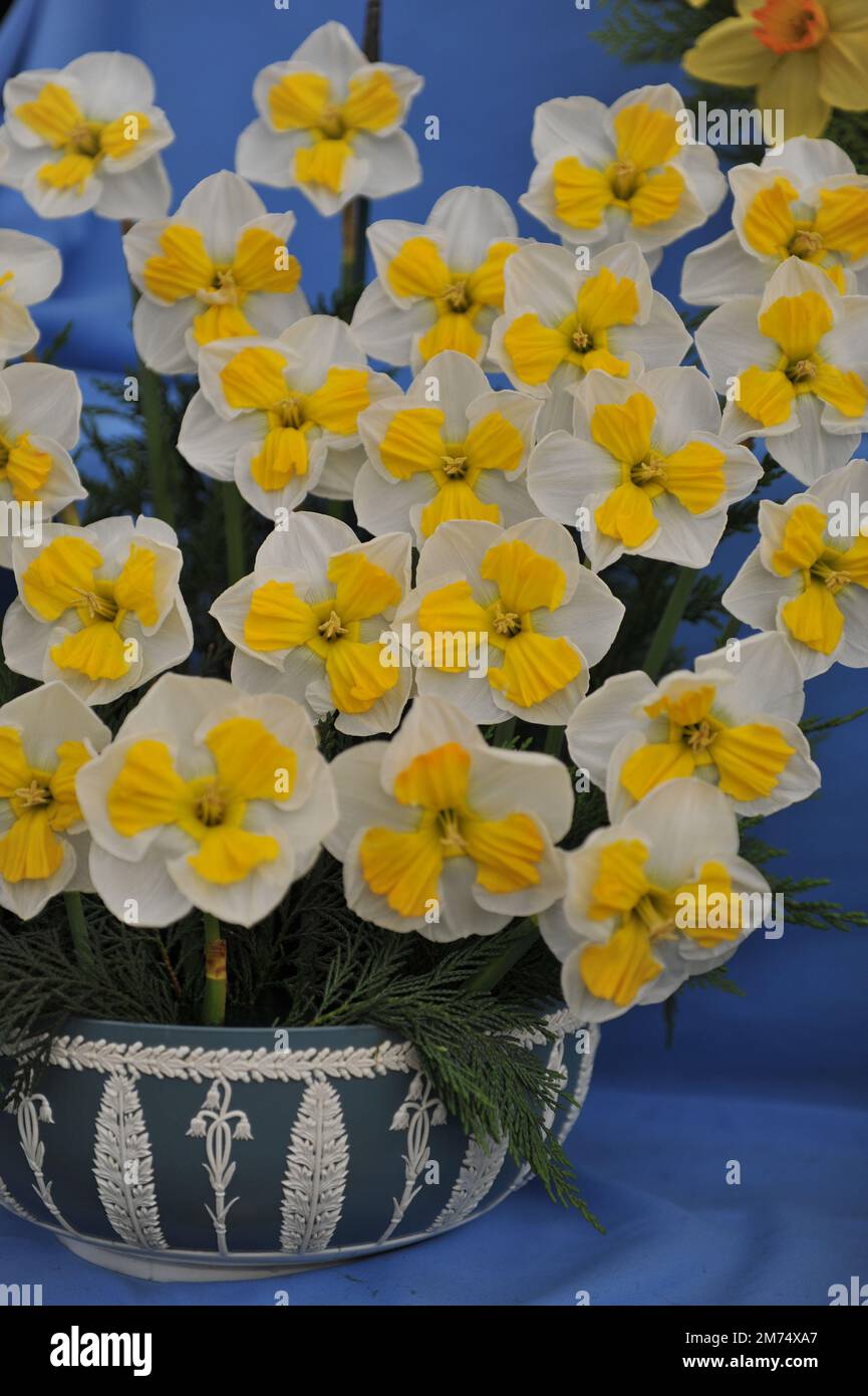 White and yellow split-cupped Collar daffodils (Narcissus) Trilune on ...