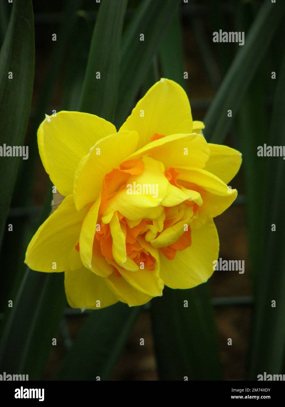 Yellow and orange Double daffodils (Narcissus) Up Date bloom in a ...