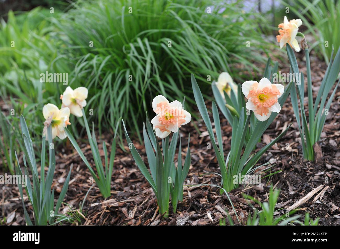 White and pink split-cupped Collar daffodils (Narcissus) Vanilla Peach ...