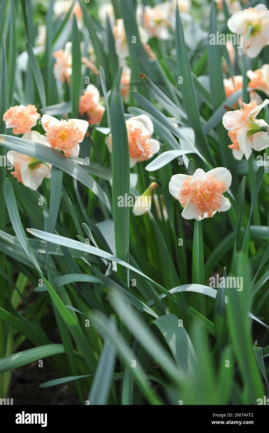 White and pink split-cupped Collar daffodils (Narcissus) Vanilla Peach ...