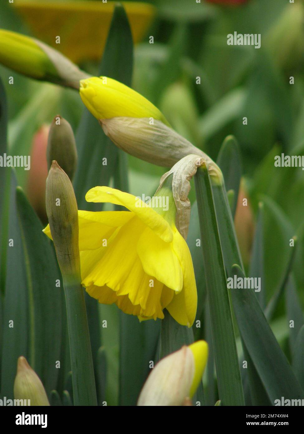 Yellow Trumpet daffodils (Narcissus) Walk Of Fame bloom in a garden in ...