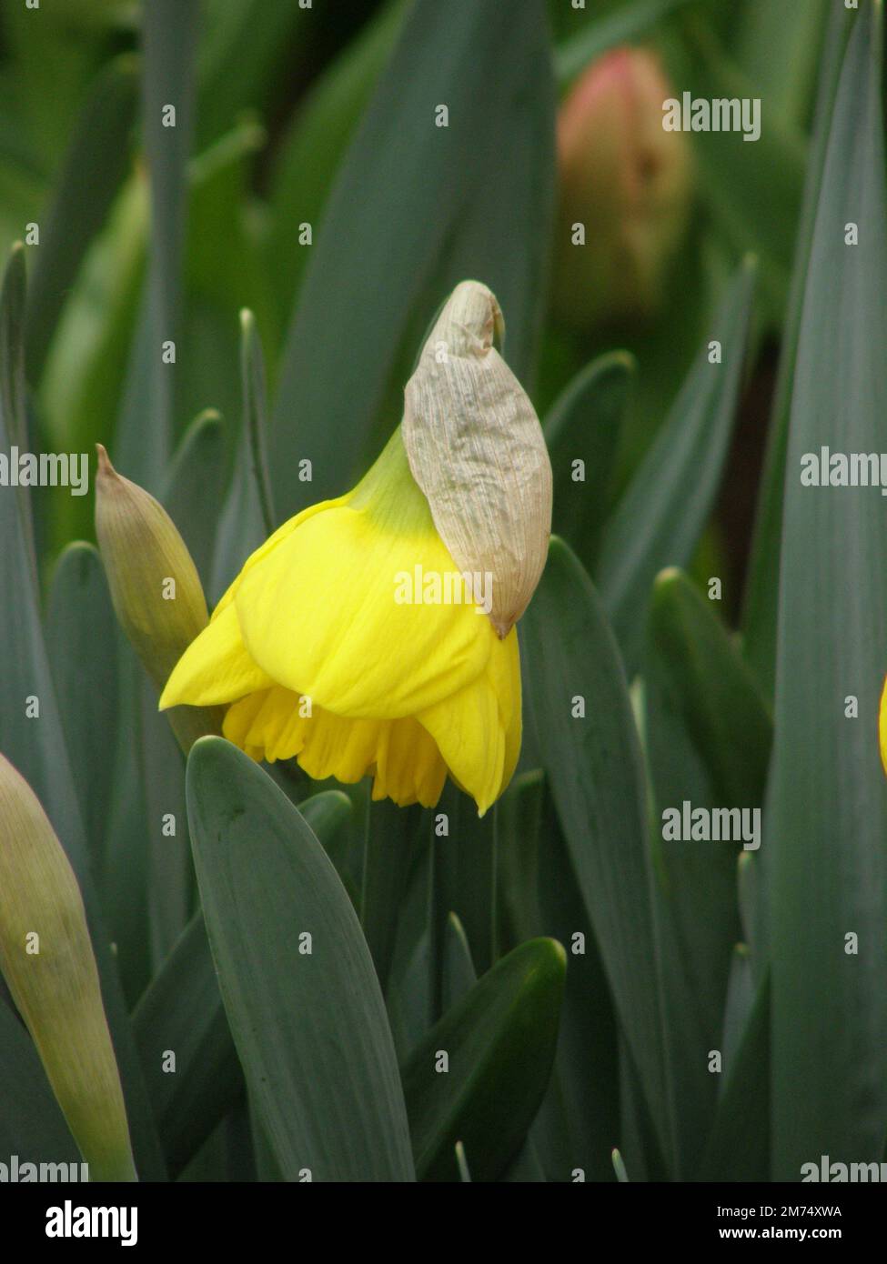 Yellow Trumpet daffodils (Narcissus) Walk Of Fame bloom in a garden in ...