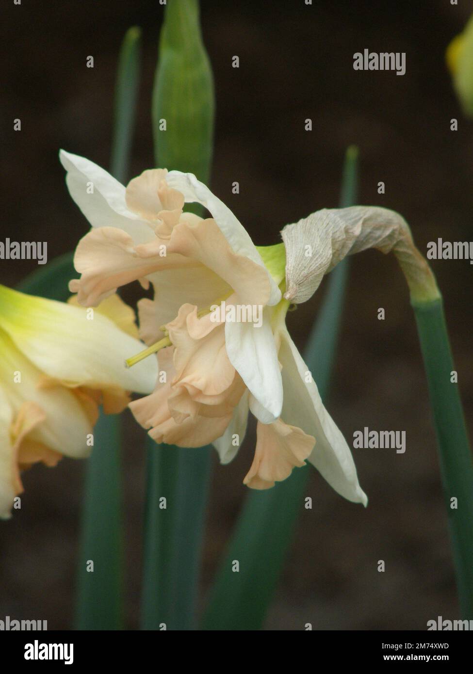 White and pink split-cupped Collar daffodils (Narcissus) Waltz bloom in ...