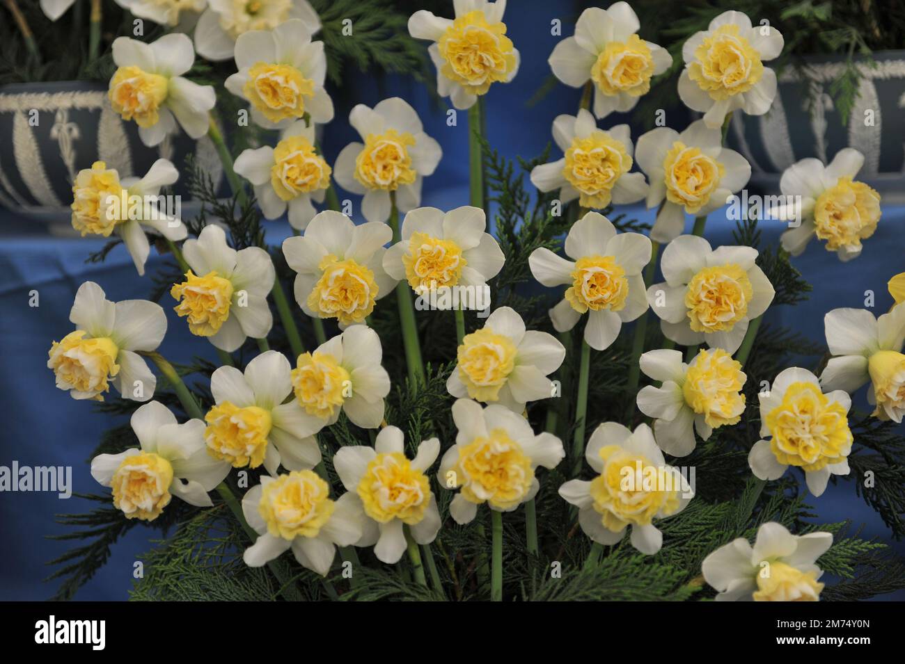 A bouquet of yellow and white Double daffodils (Narcissus) Wave on an ...