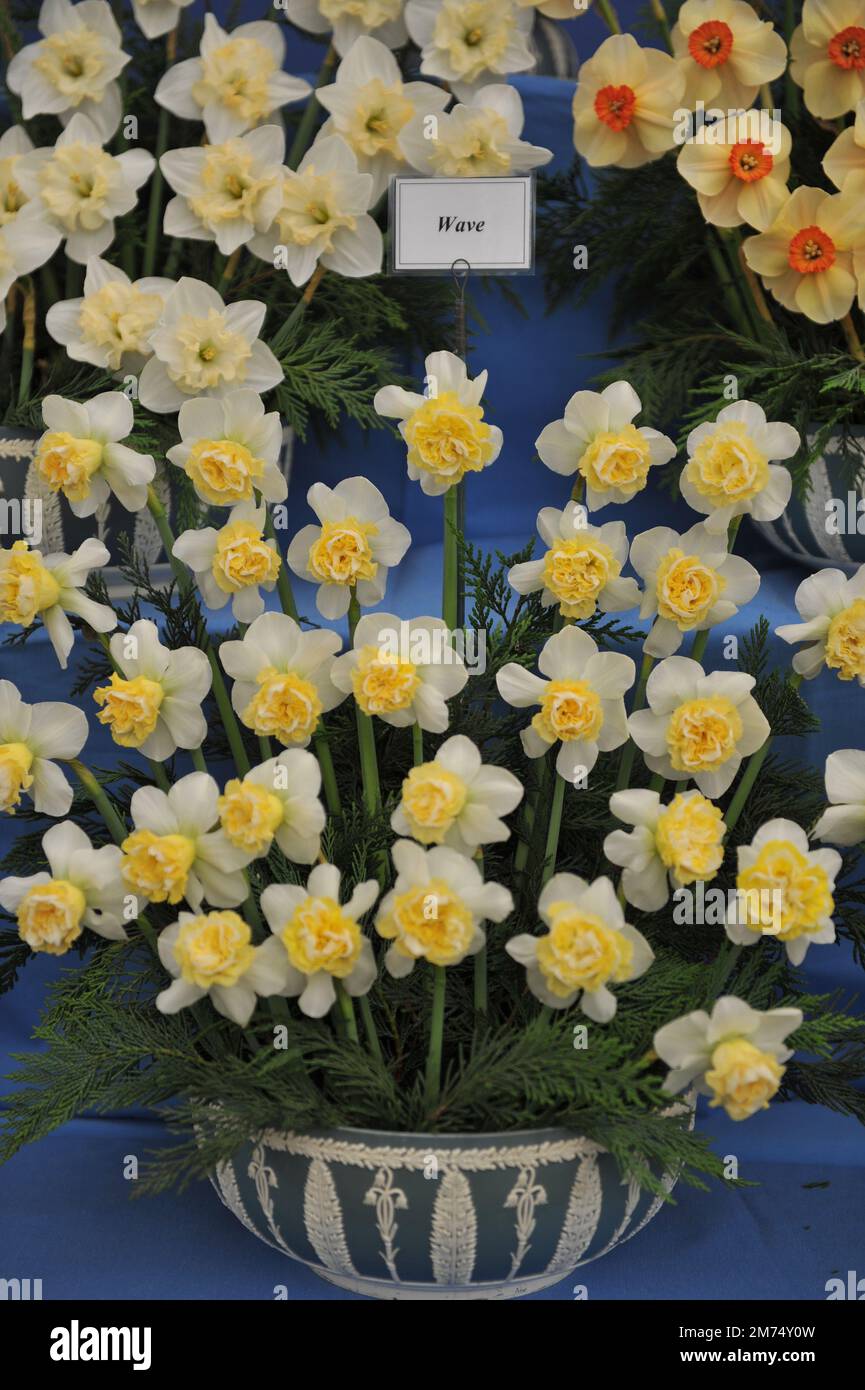 A bouquet of yellow and white Double daffodils (Narcissus) Wave on an ...
