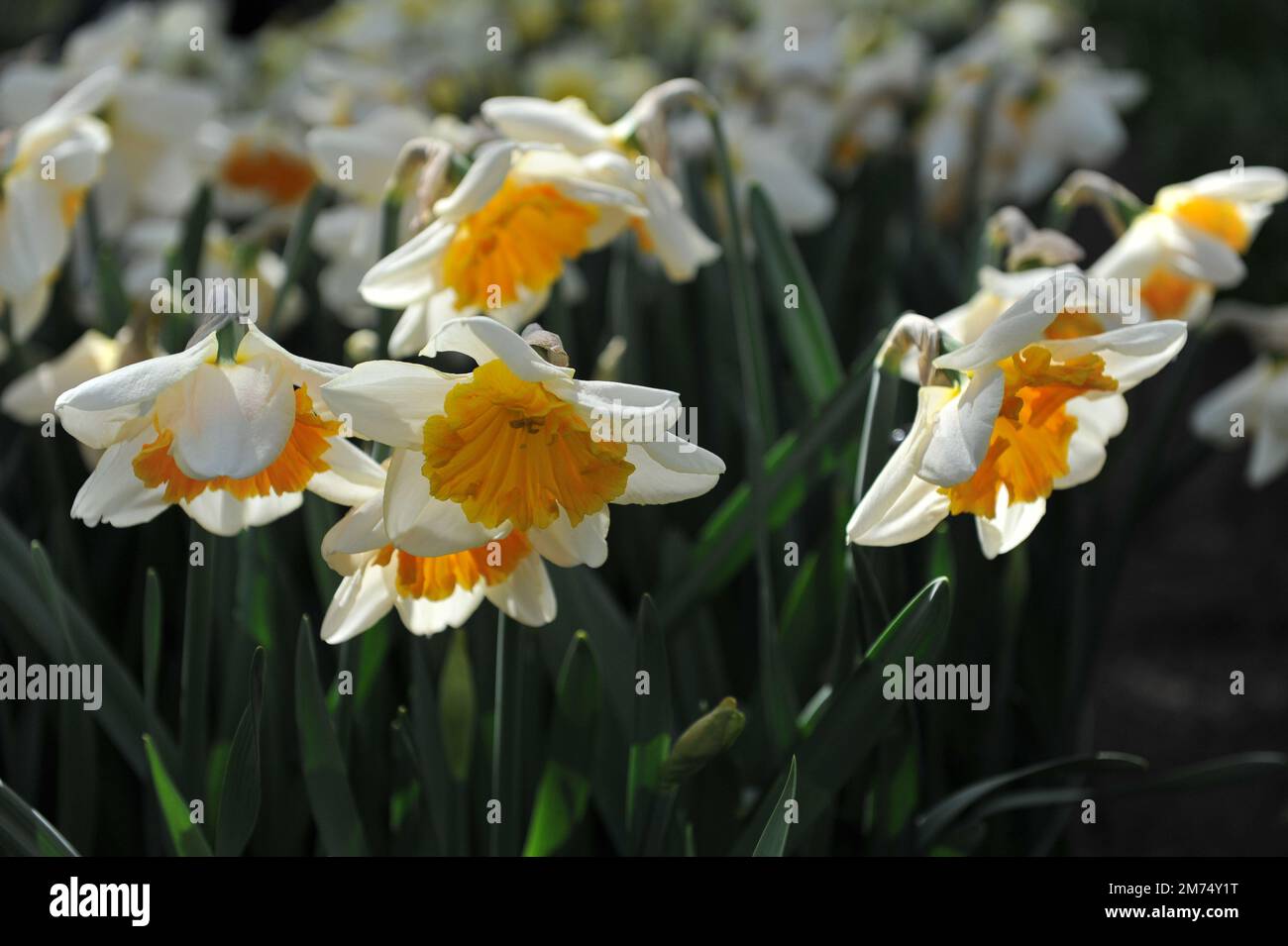 White and orange Large-Cupped daffodils (Narcissus) William Park's ...