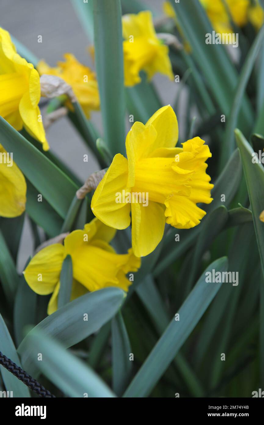 Yellow Trumpet daffodils (Narcissus) Yellow River bloom in a garden in ...