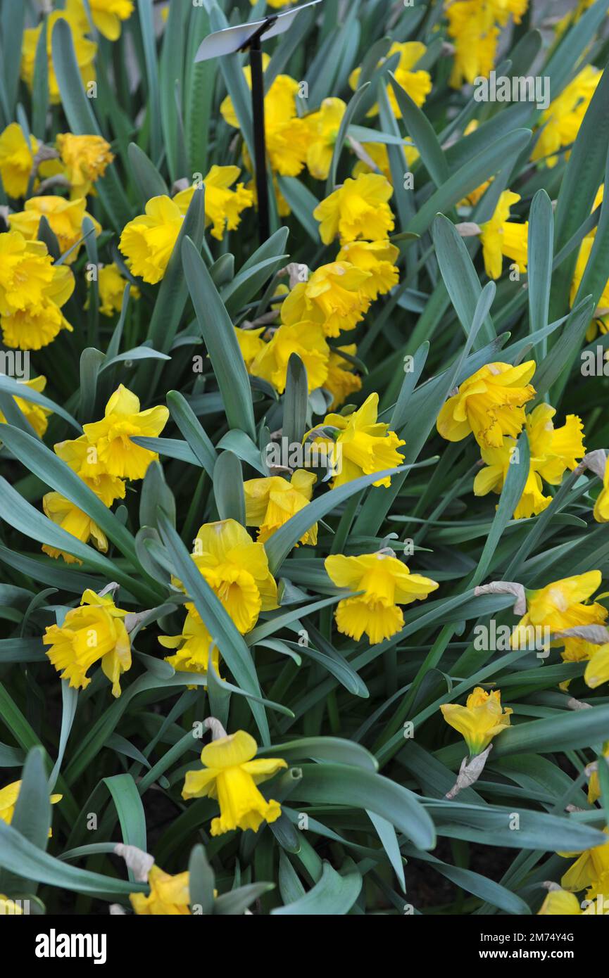 Yellow Trumpet daffodils (Narcissus) Yellow River bloom in a garden in ...
