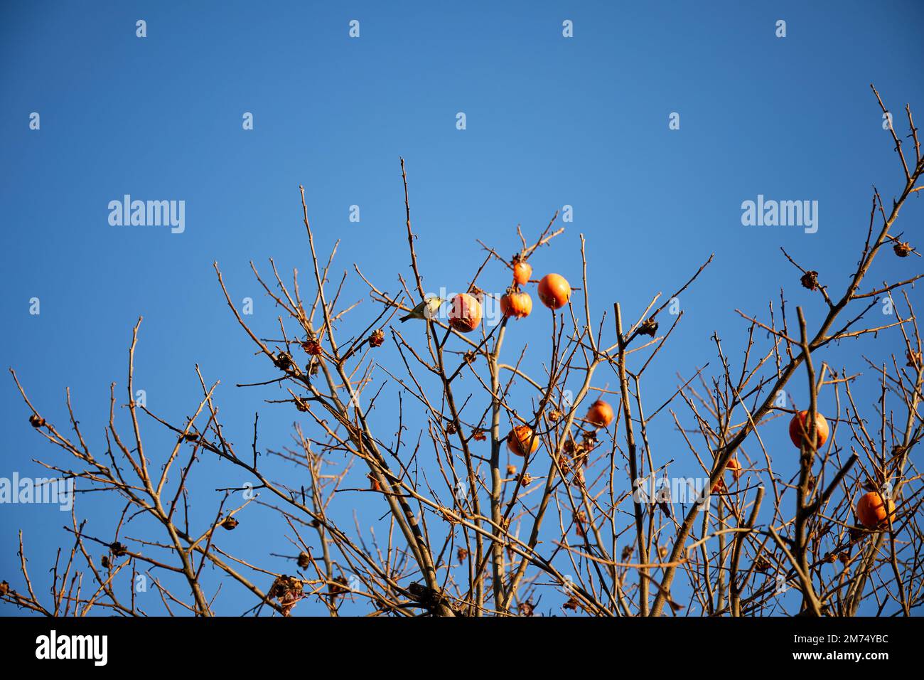 Japanese persimmon tree in winter – persimmons on naked branches ...