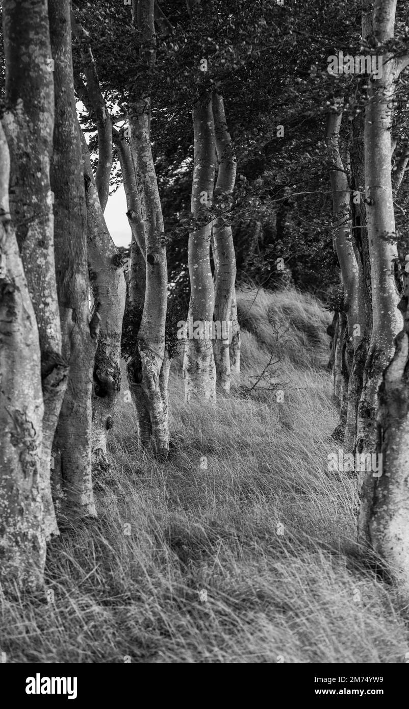 Copse planting Black and White Stock Photos & Images - Alamy