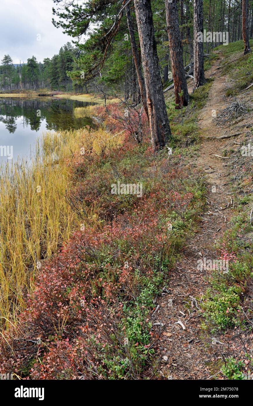 Lake in Lemmenjoki National Park, near Inari, Finland Stock Photo - Alamy