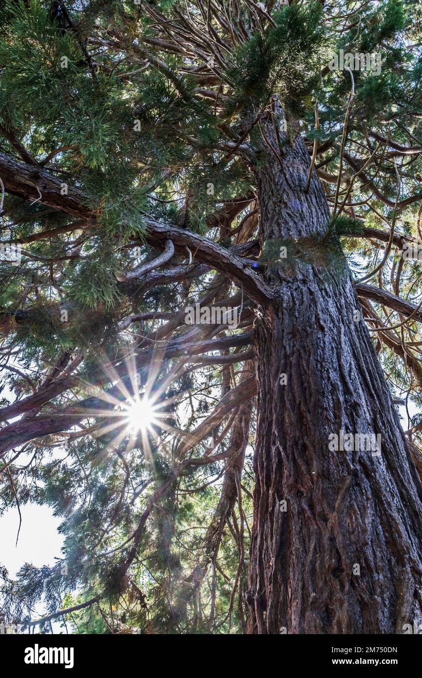 Sun through branches of Wellingtonia redwood or sequoia tree Stock ...