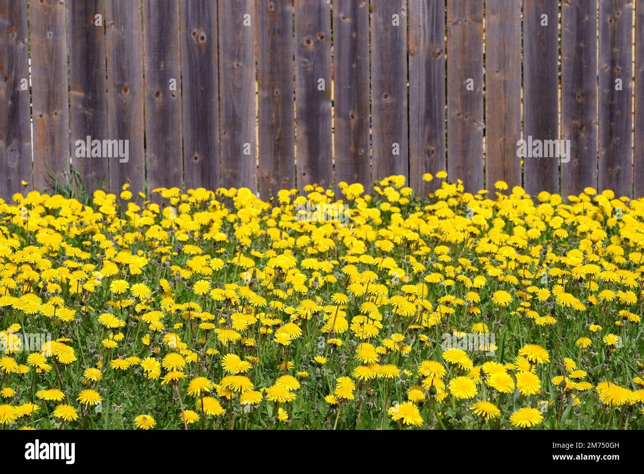 Lot of blooming yellow dandelions as natural background before brown ...